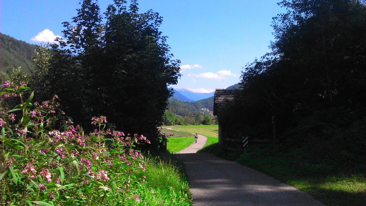 La Carretera Bosque Árboles - Foto gratis en Pixabay