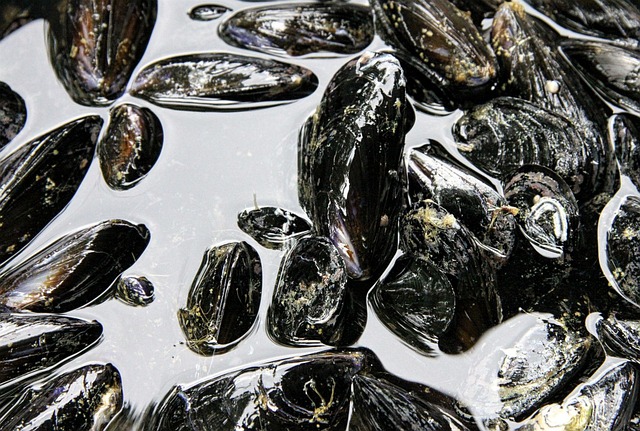Mejillones Fruto De Mar - Foto gratis en Pixabay - Pixabay