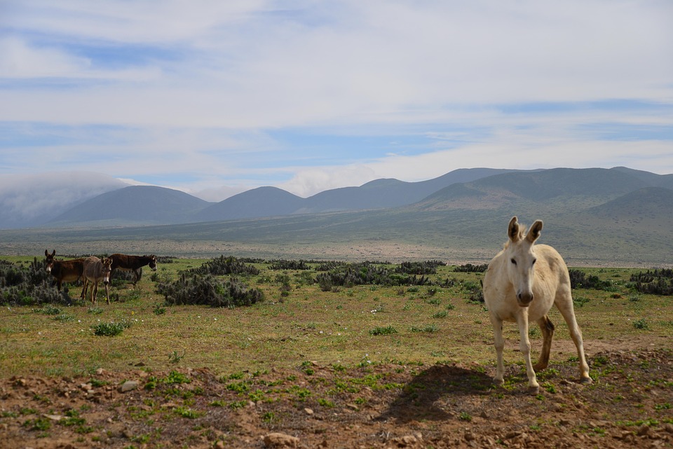 Donkey White Desert - Free photo on Pixabay - Pixabay