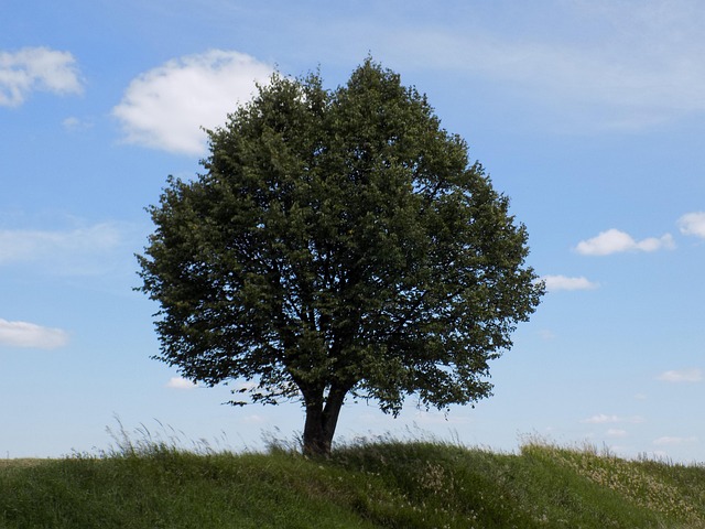 Green Tree Nature - Free photo on Pixabay