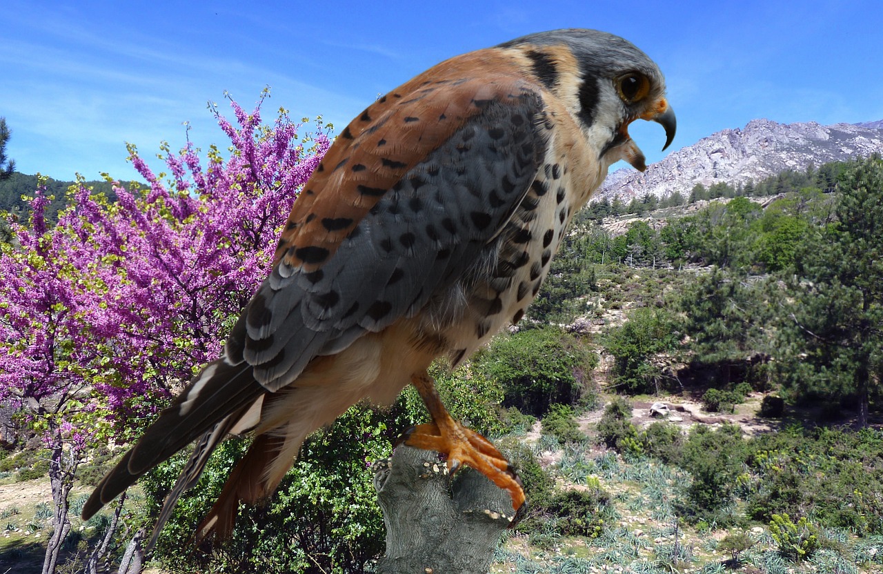 Falcon Federal Falconry - Free photo on Pixabay