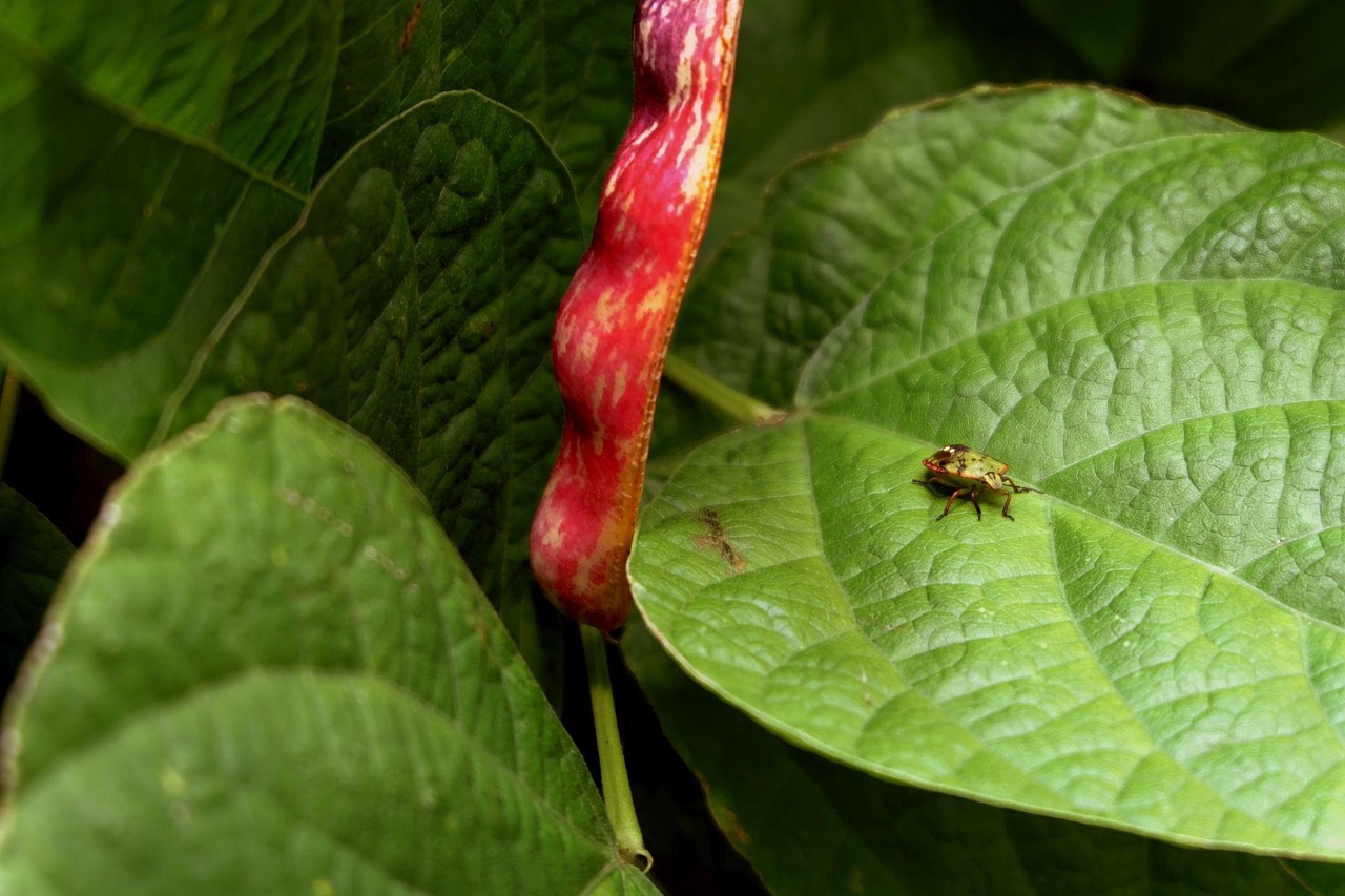 Stink Bug Green Leaf - Free photo on Pixabay Stink Bug Green Leaf - Free photo on Pixabay