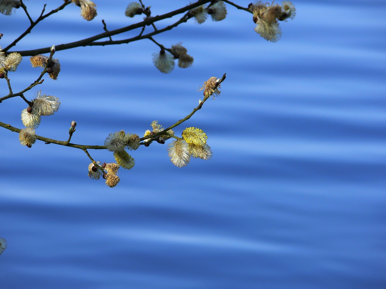 Willow Catkin Shrub Water - Free photo on Pixabay - Pixabay