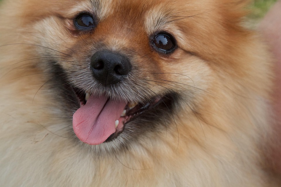 Pomeranian Dog Close Up - Free photo on Pixabay