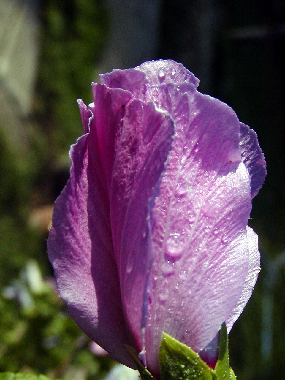 Bloom Morning Dew - Free photo on Pixabay - Pixabay
