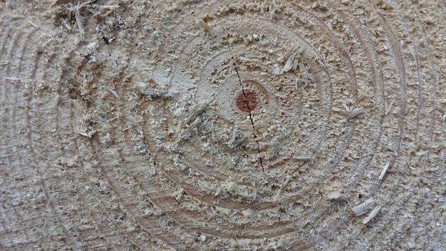Madera Estructura Anillos Anuales - Foto gratis en Pixabay - Pixabay
