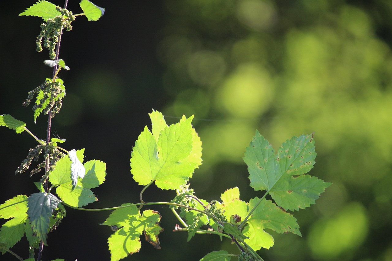 Fall Green Leaves - Free photo on Pixabay - Pixabay