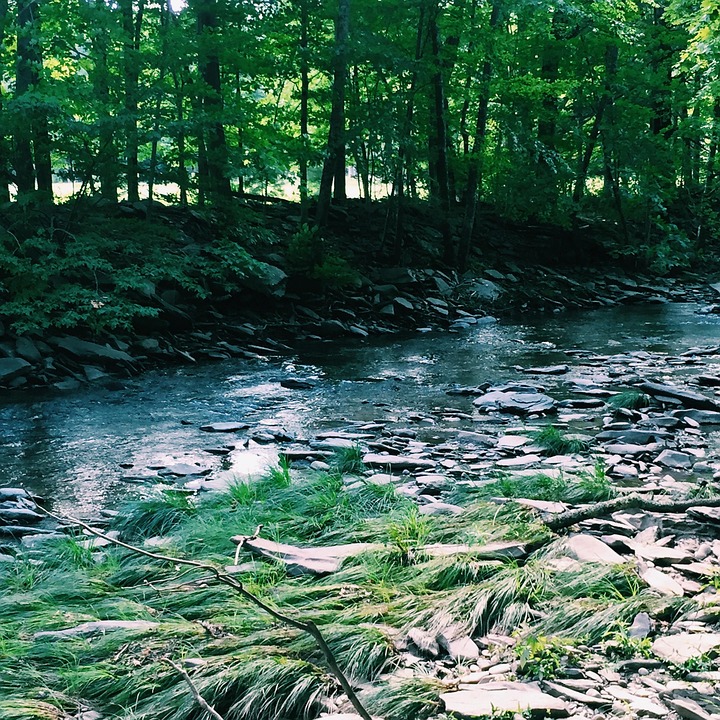Creek Trees Water - Free photo on Pixabay - Pixabay