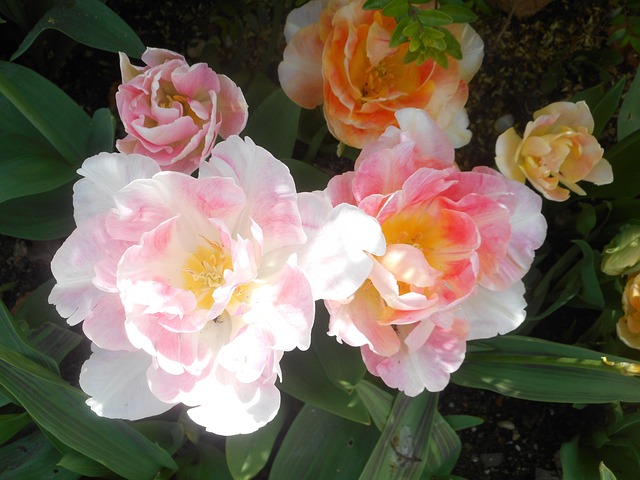 Blomma Lillfinger Blommor - Gratis foto på Pixabay - Pixabay