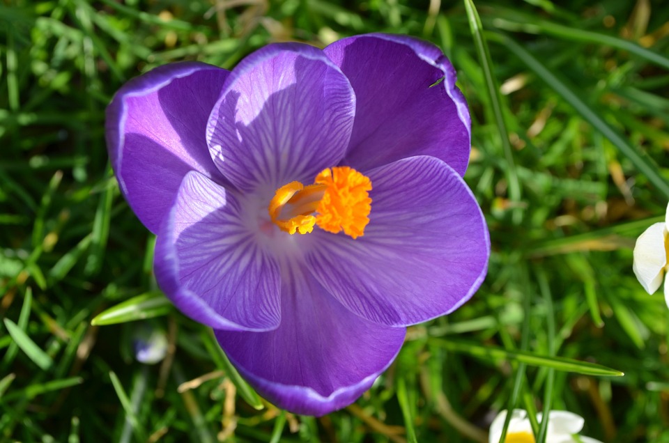 Crocus Printemps Nature - Photo gratuite sur Pixabay - Pixabay