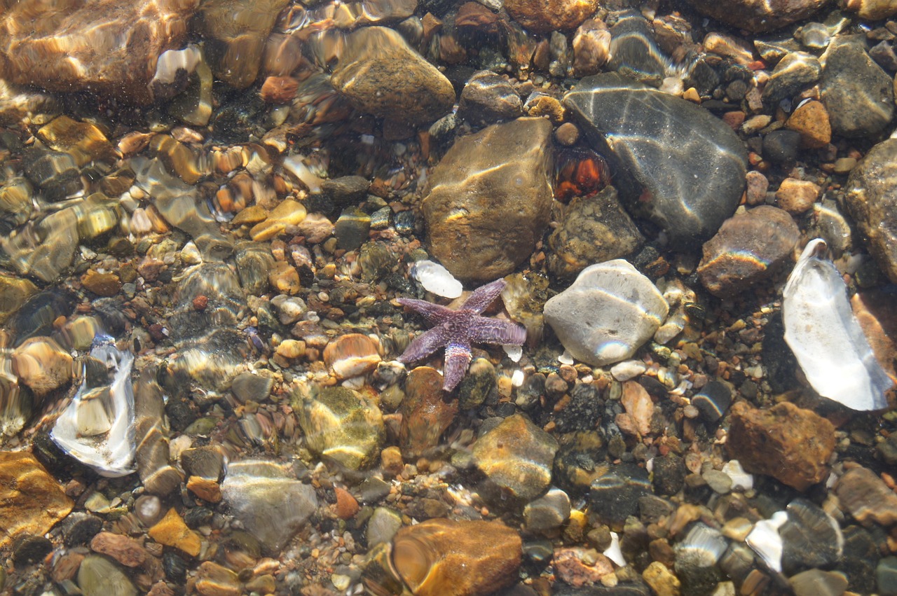 Seestern Natur Transparent - Kostenloses Foto auf Pixabay - Pixabay