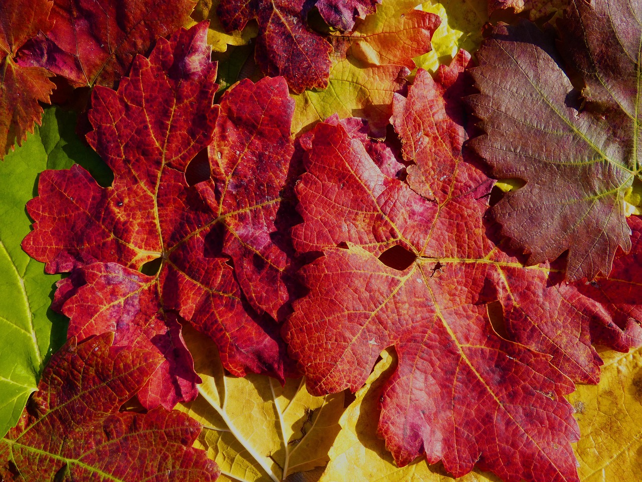 Hojas Otoño Rojo - Foto gratis en Pixabay - Pixabay