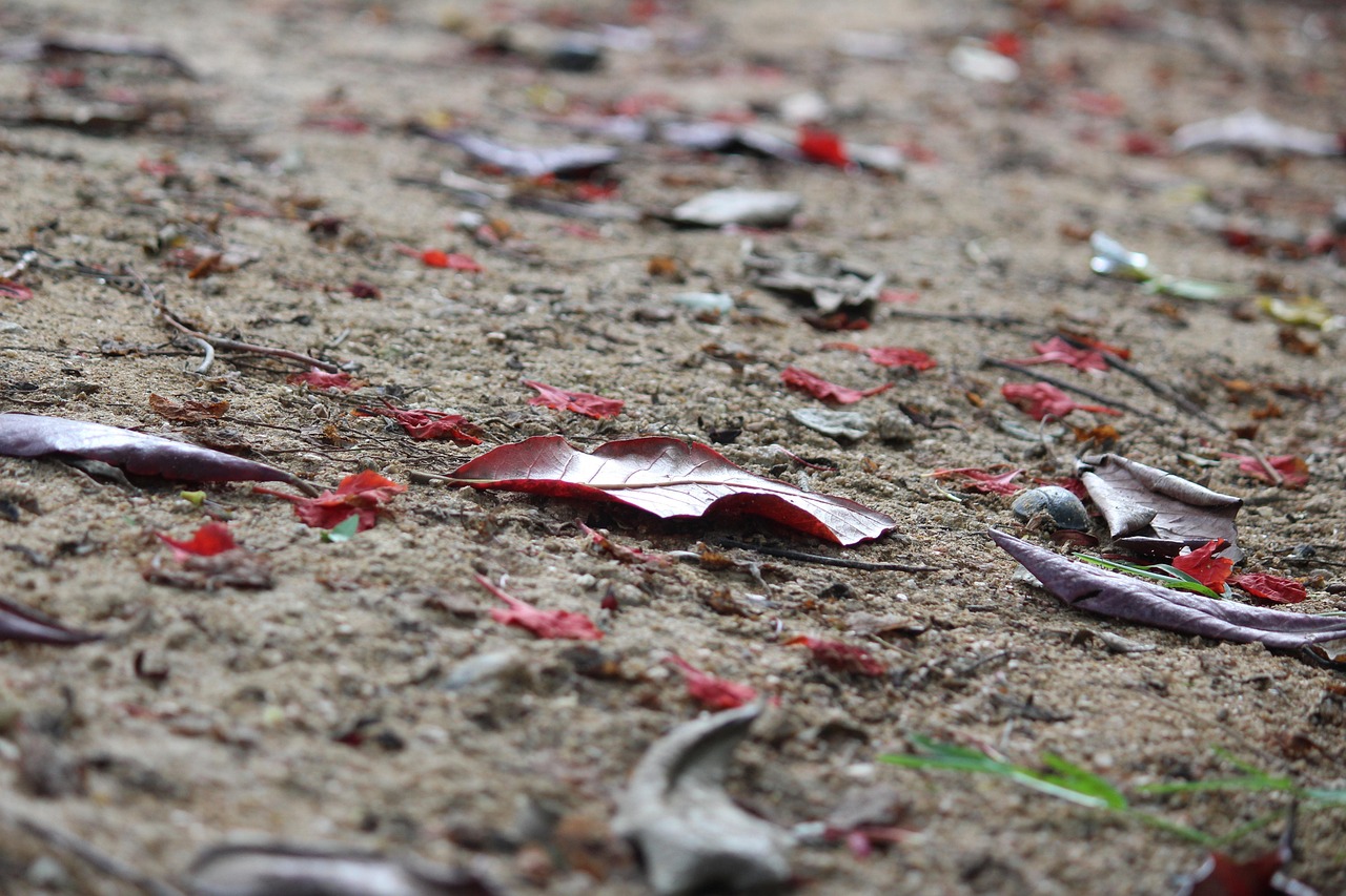 Musim Gugur Daun Kesepian Tanah - Foto gratis di Pixabay