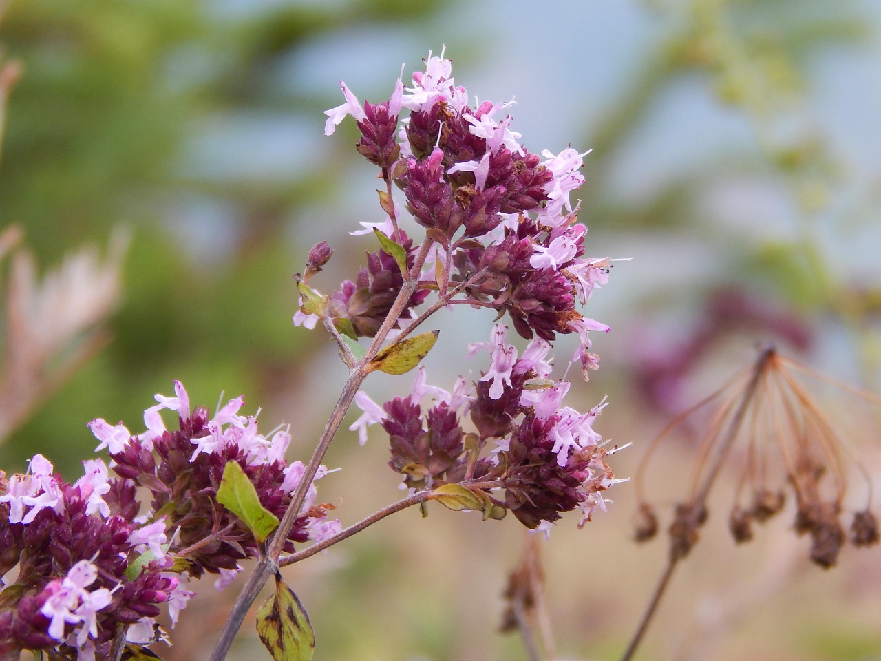 200+ Free Oregano & Herbs Images - Pixabay