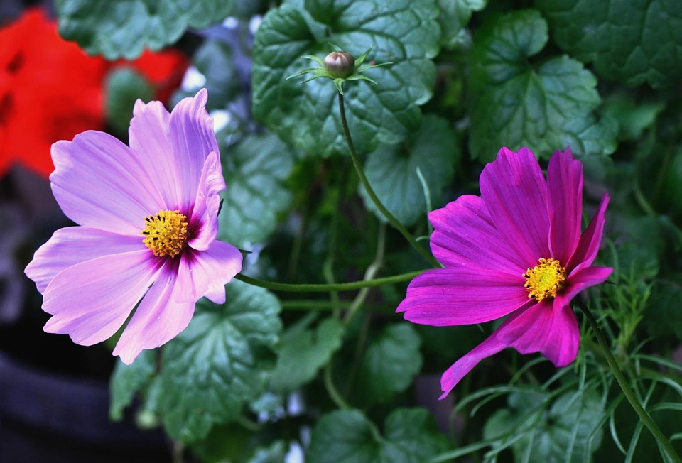Planta Cosmos Cosmea Flor - Foto gratis en Pixabay - Pixabay