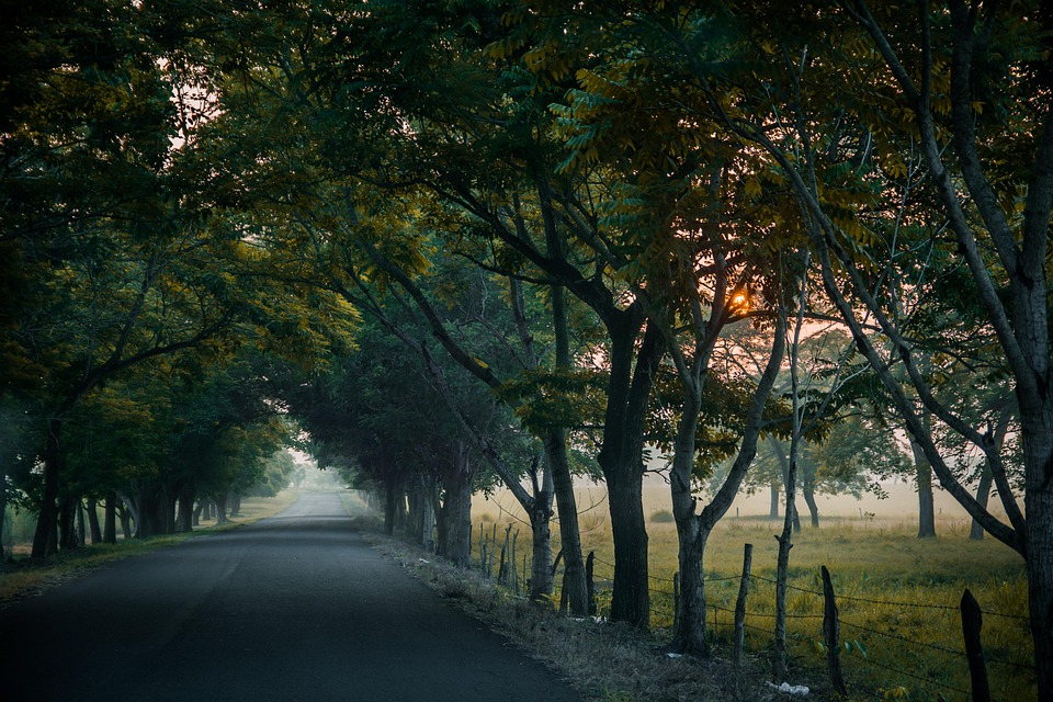 Path Pohon Padang - Foto gratis di Pixabay - Pixabay