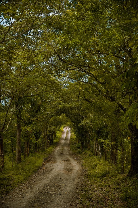 Path Pohon - Foto gratis di Pixabay - Pixabay
