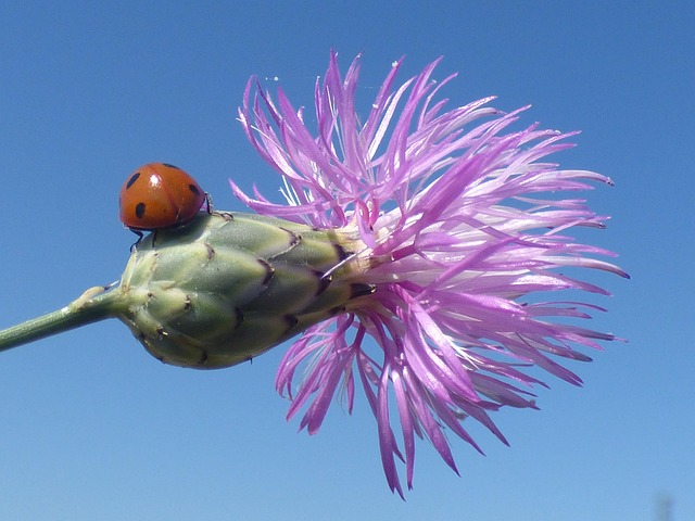 Fleurs Coccinelle Insectes - Photo gratuite sur Pixabay - Pixabay