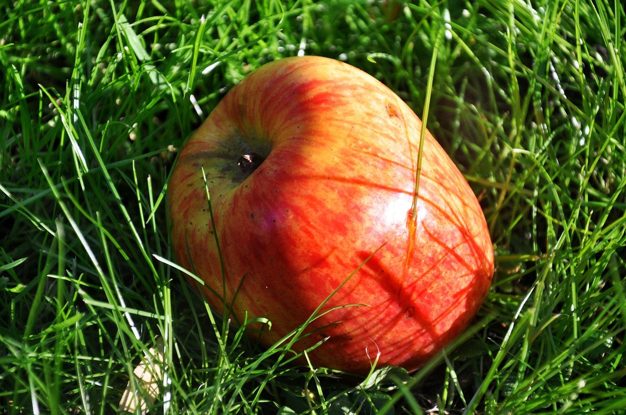 Aliments Nutrition Nourriture - Photo gratuite sur Pixabay