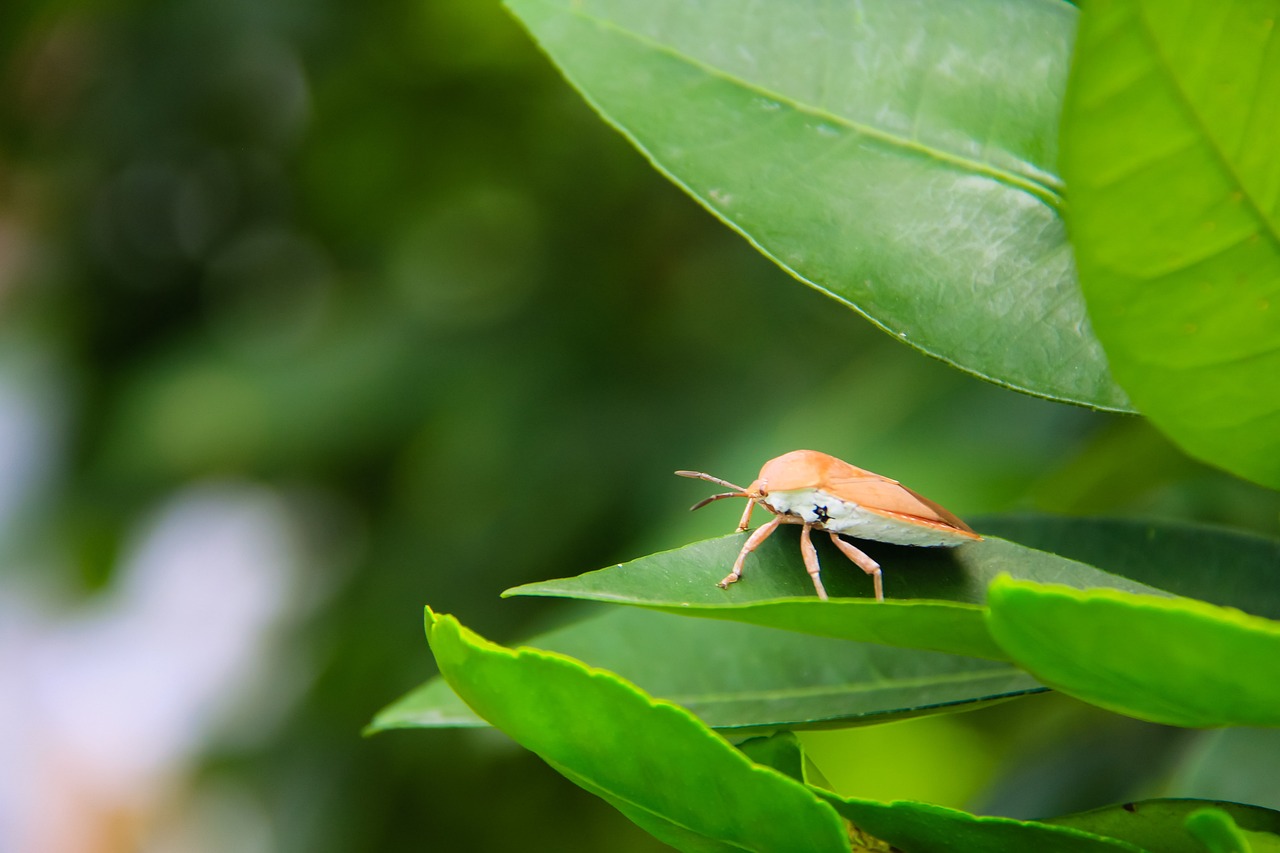 Verde Insetos De Árvore - Foto gratuita no Pixabay - Pixabay