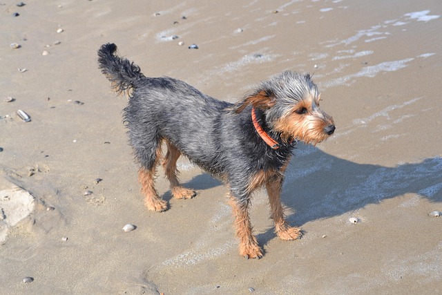 Dog On The Beach Mixed Breed - Free photo on Pixabay - Pixabay