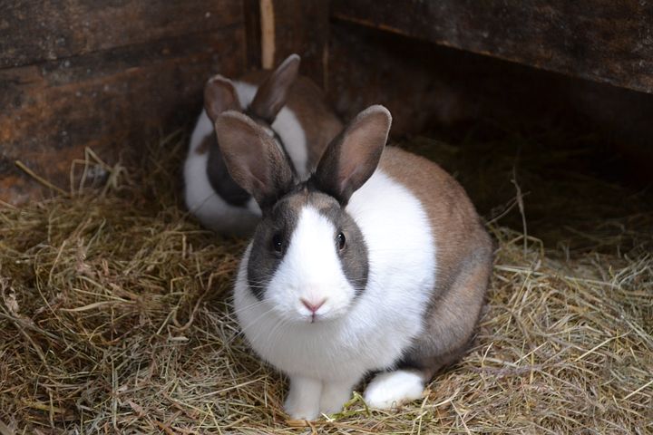Plus de 4 000 photos gratuites de Lapin et de Pâques - Pixabay