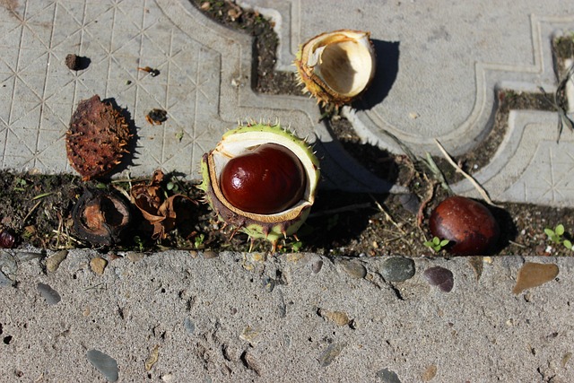 Chestnut Horse Nut - Free photo on Pixabay