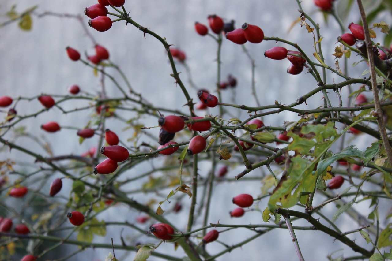 10,000+ Free Bushes & Nature Photos - Pixabay