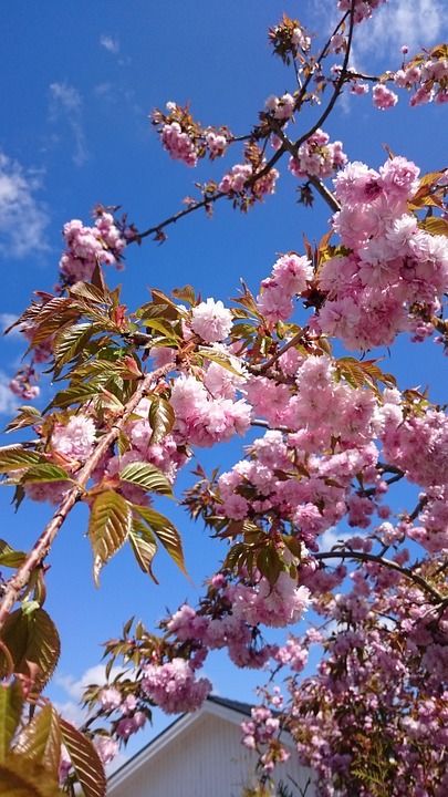 Japanische Kirsche Baum Natur - Kostenloses Foto auf Pixabay - Pixabay