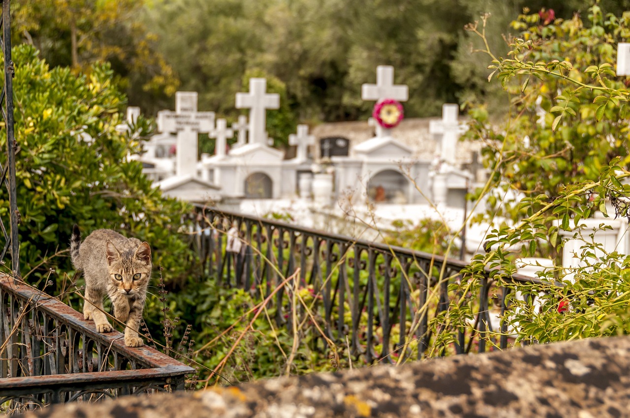 Cemetery Cat Feline - Free photo on Pixabay - Pixabay