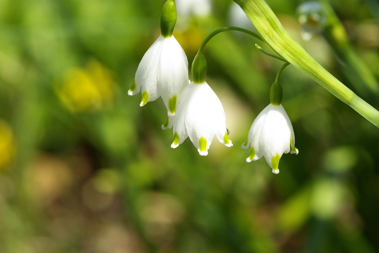 Snowdrop Flower Nature - Free photo on Pixabay