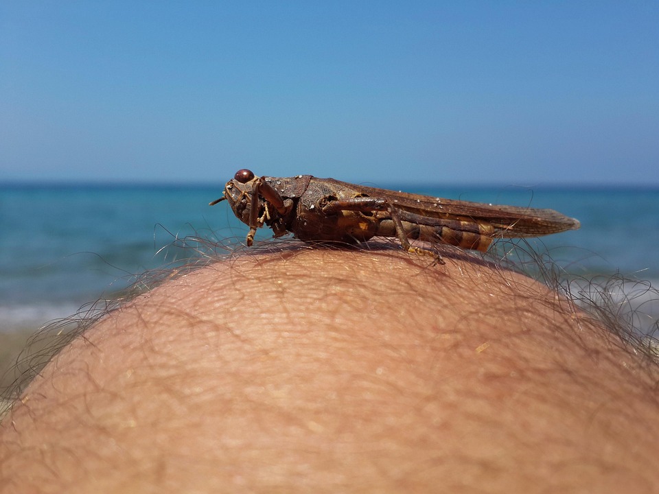 Grasshopper Sea Leg - Free photo on Pixabay - Pixabay