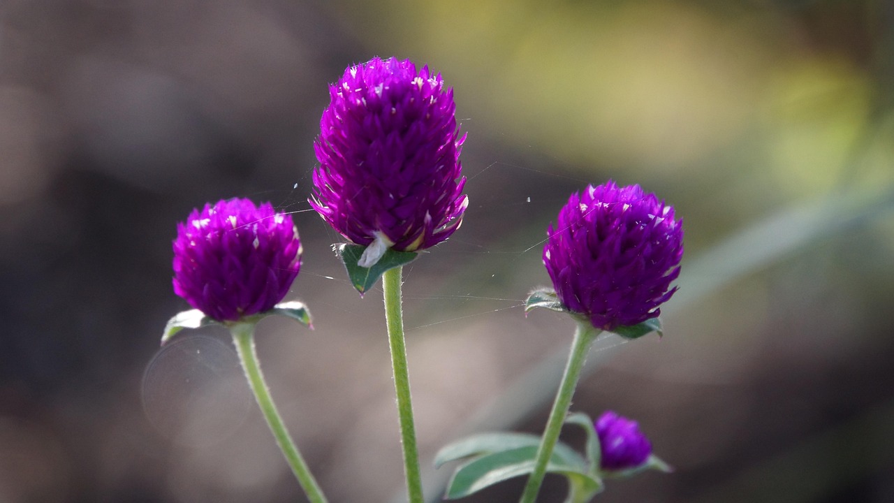 80+ Free Amaranth & Globe Amaranth Photos - Pixabay