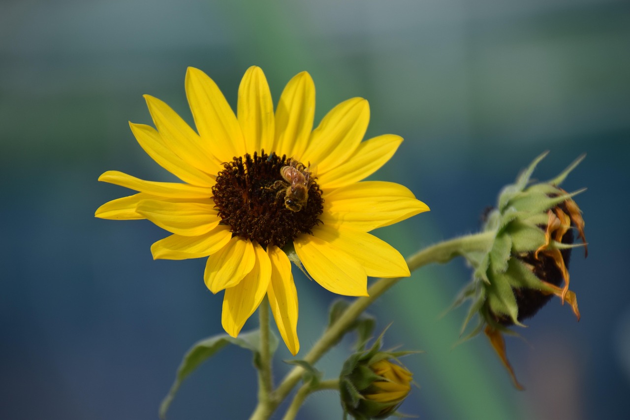 Flor Del Sol Abejas Vivir N Mecha - Foto gratis en Pixabay - Pixabay