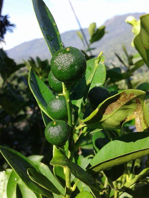 Orange Green Limon - Free photo on Pixabay - Pixabay