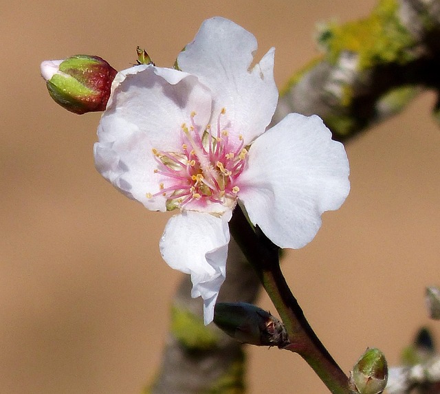 Flor De Almendro Macro - Foto gratis en Pixabay - Pixabay