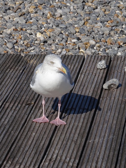 Mouette Oiseau Plage Des - Photo gratuite sur Pixabay - Pixabay