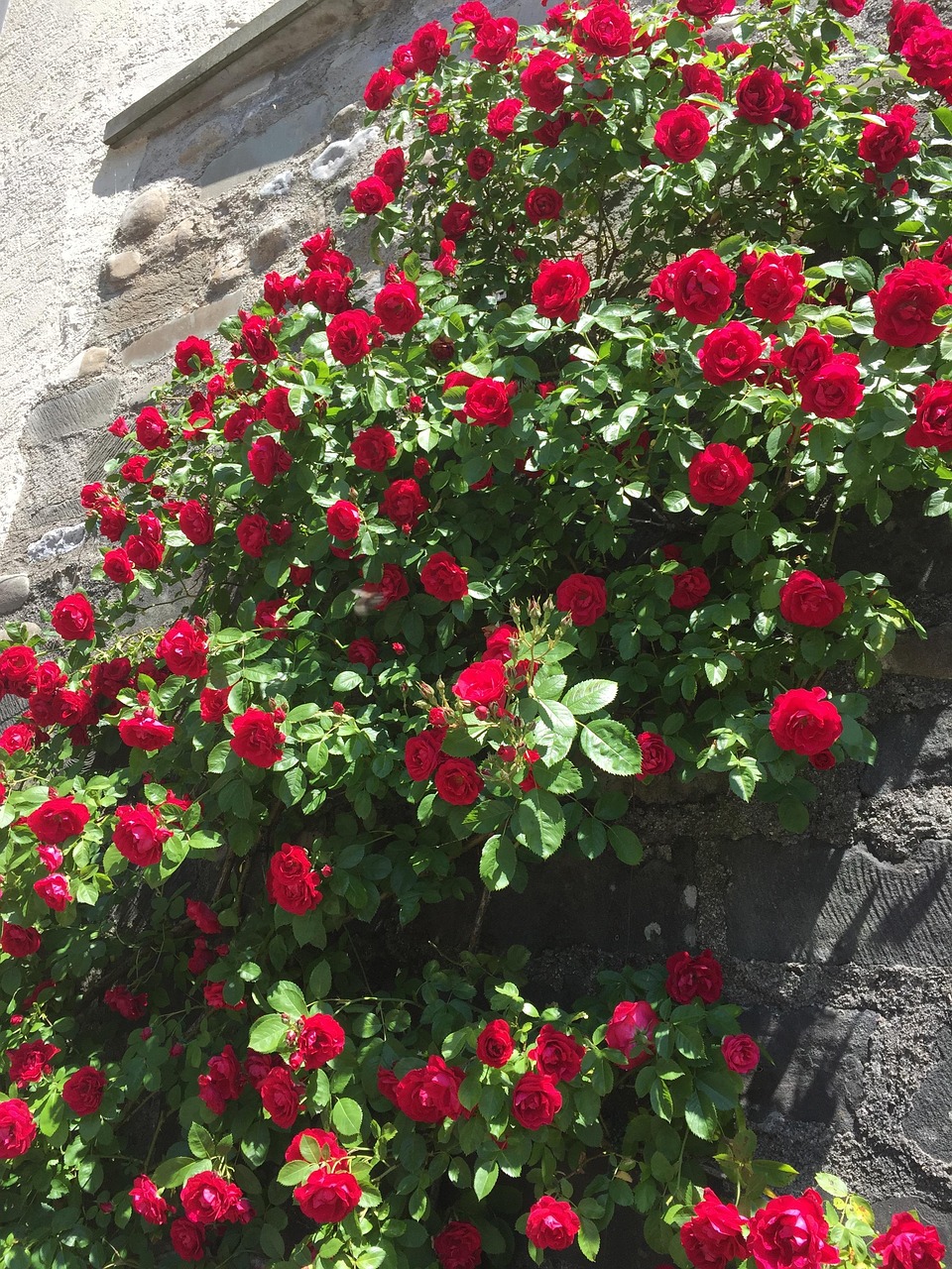 Roses Tendrils Red - Free photo on Pixabay - Pixabay