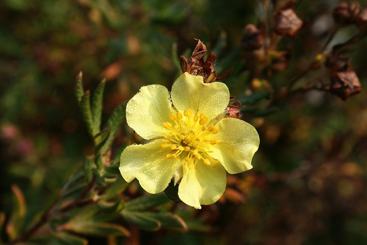 Nature Plant - Free photo on Pixabay