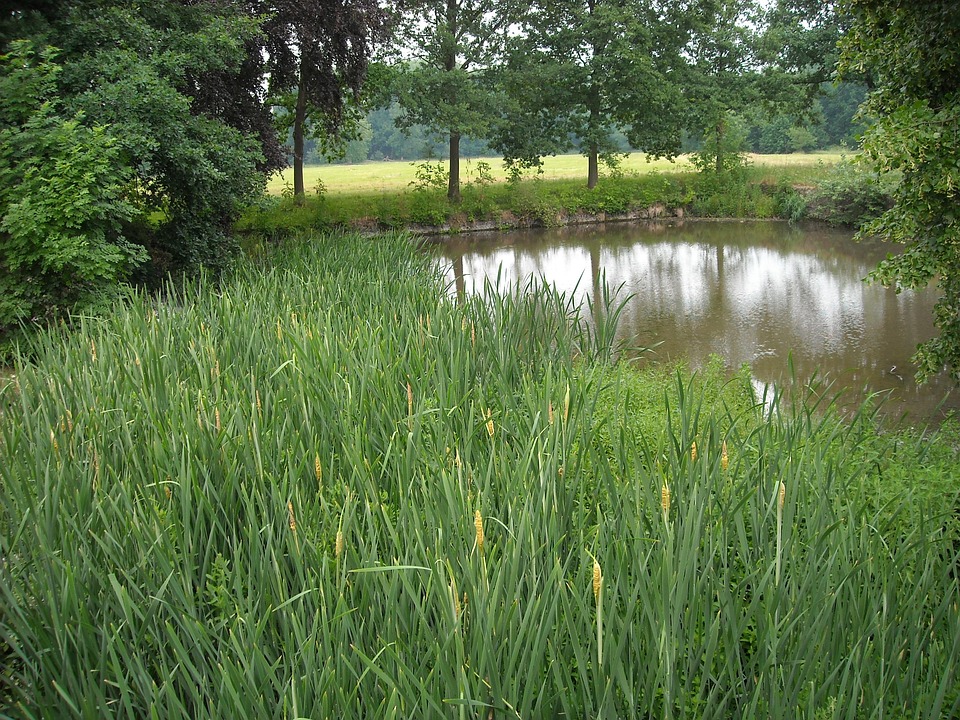 Nature Green Pond - Free photo on Pixabay - Pixabay