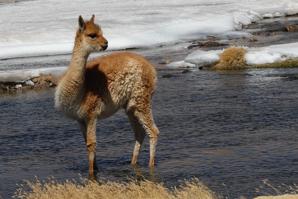 Chile Anden Alpaca - Kostenloses Foto auf Pixabay - Pixabay