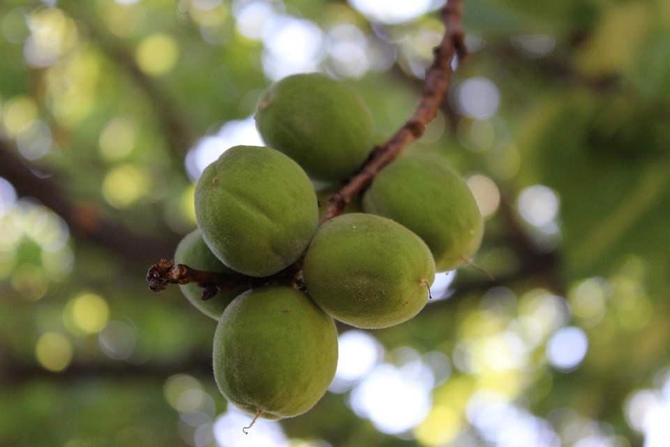 Apricot Spring Fruit - Free photo on Pixabay