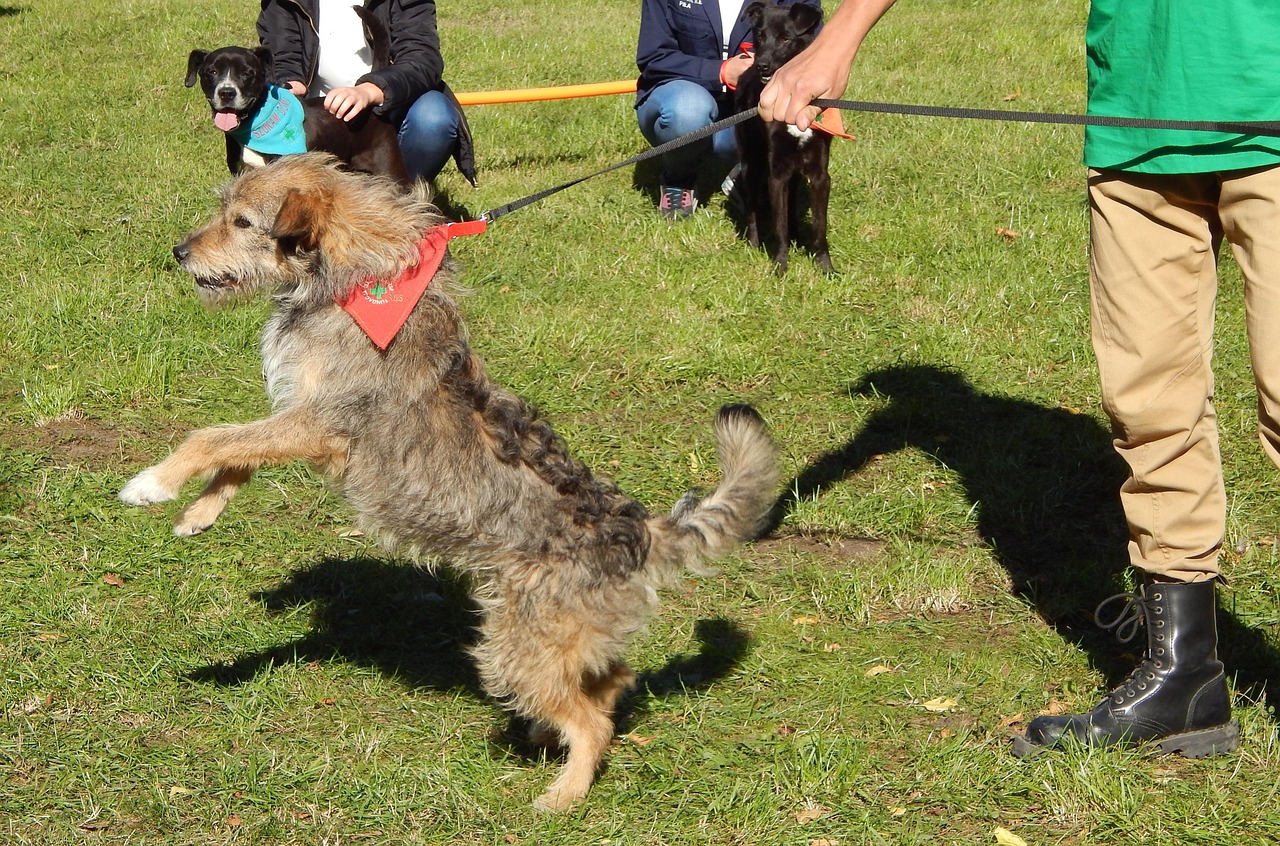 Dog Show Parade - Free photo on Pixabay - Pixabay