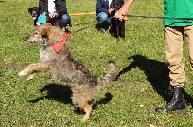 Dog Show Parade - Free photo on Pixabay - Pixabay