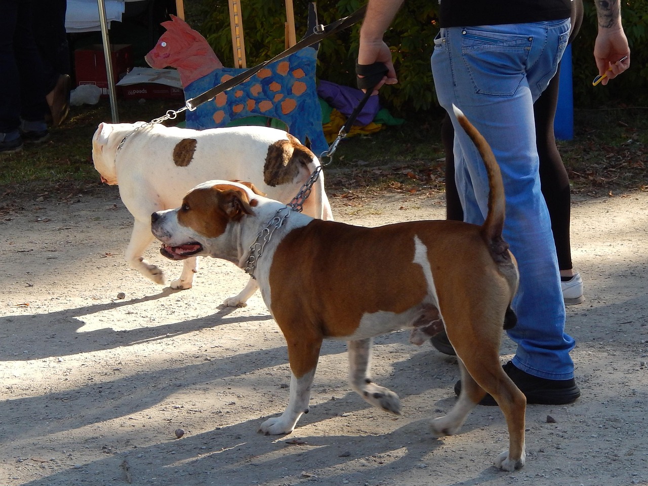Dog Show Parade - Free photo on Pixabay - Pixabay
