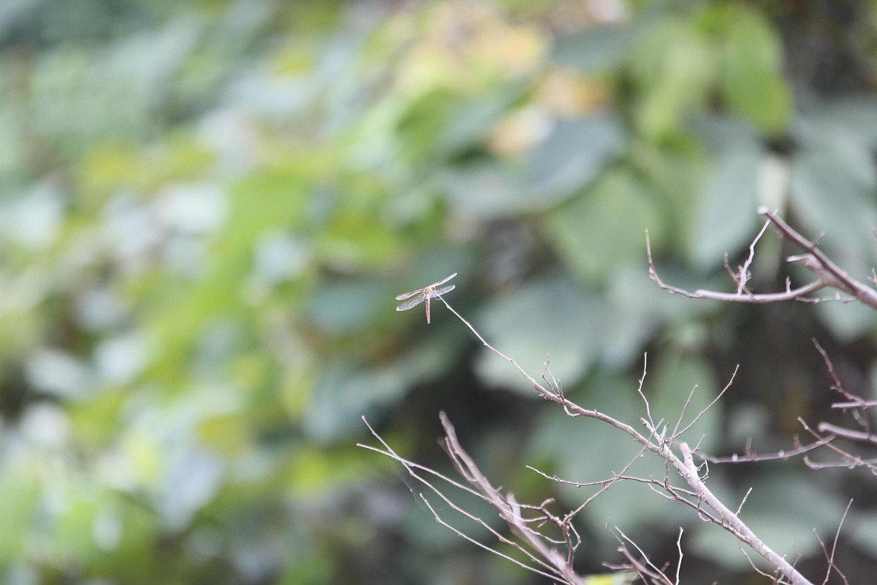 Dragonfly Autumn Nature - Free photo on Pixabay - Pixabay