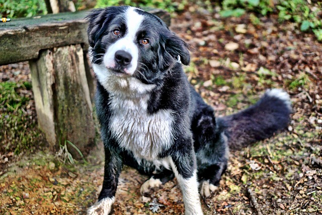 Dog Colly Border - Free photo on Pixabay - Pixabay