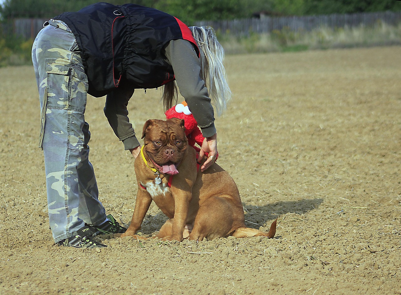 Burgundy Of Mastiff - Free photo on Pixabay - Pixabay