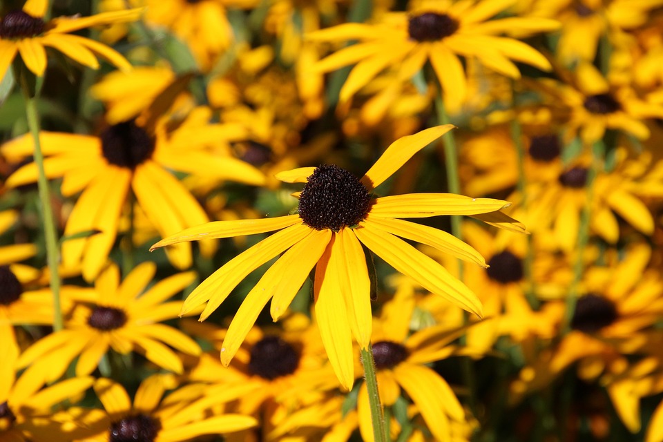 Bunga Bunga-Bunga Kuning - Foto gratis di Pixabay - Pixabay