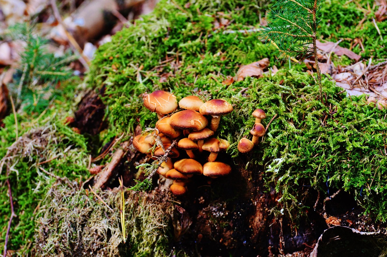 Pilze Baumstumpf Natur - Kostenloses Foto auf Pixabay - Pixabay